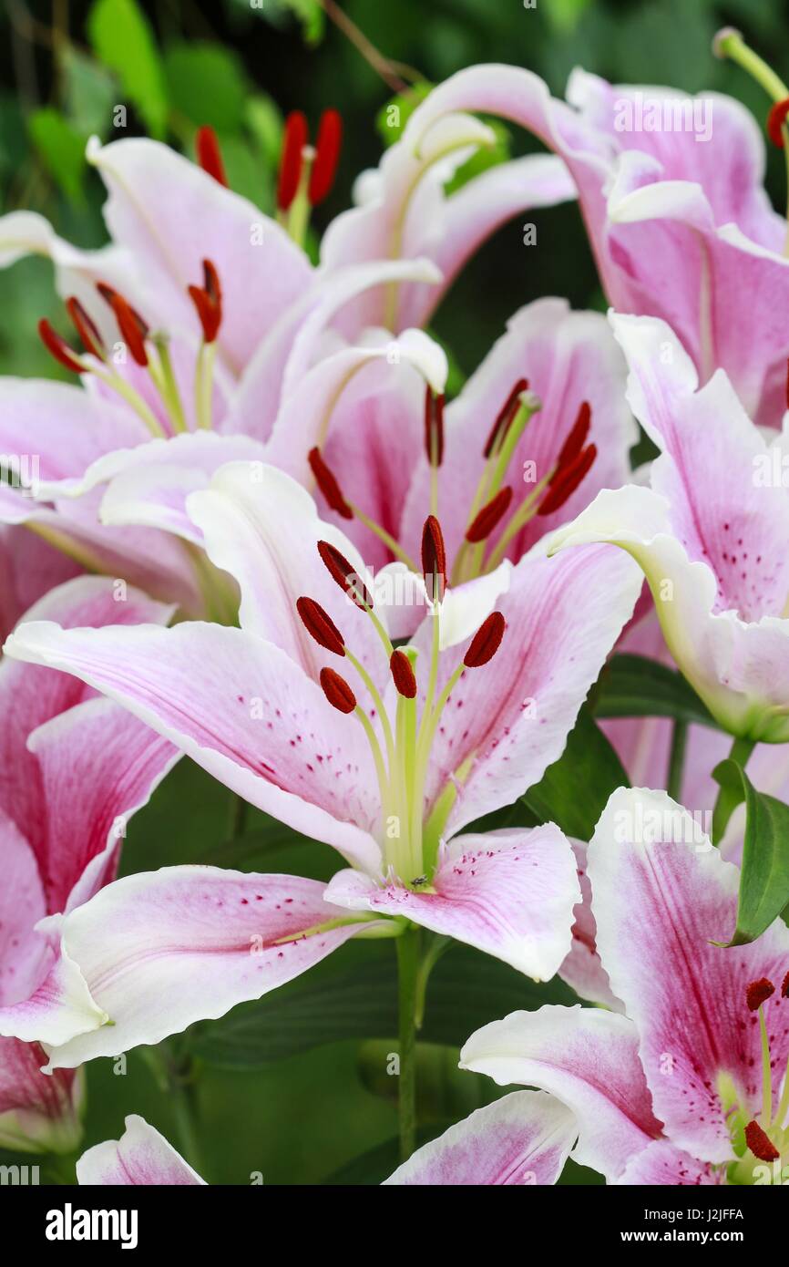 Bouquet of lilies in the garden. Party decor Stock Photo - Alamy