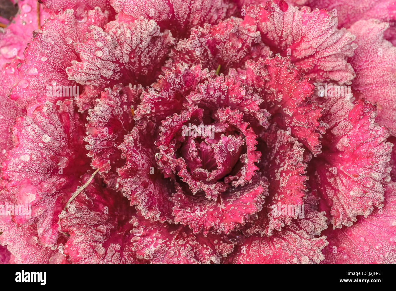 Purple Cabbage, frosty morning, Mill Creek, Washington State, USA Stock ...