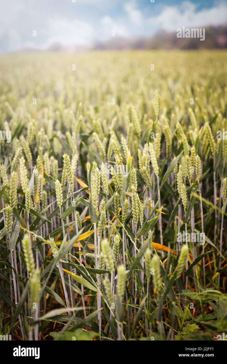 Wheat ears grains ear hi-res stock photography and images - Alamy