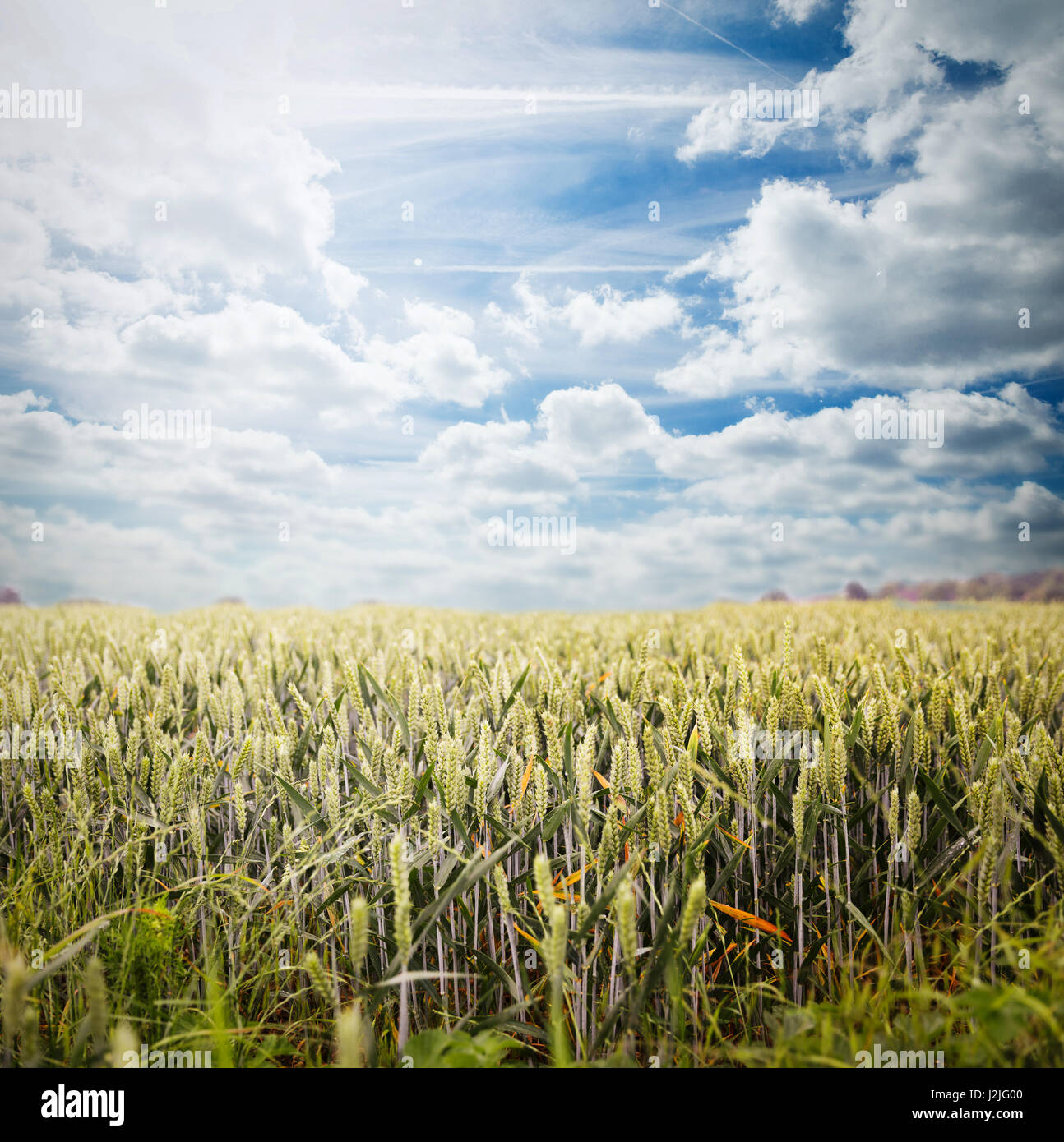 green spring grains, wheat ears on field of rye with sky Stock Photo ...
