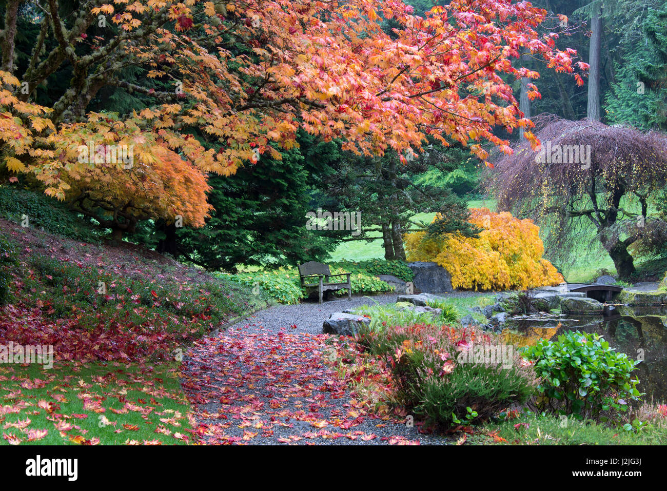 Bloedel Reserve. Inviting pathway through Japanese Gardens in fall ...