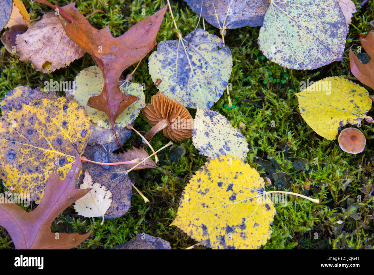 Pleasing pattern and color in this fall garden scene Stock Photo - Alamy