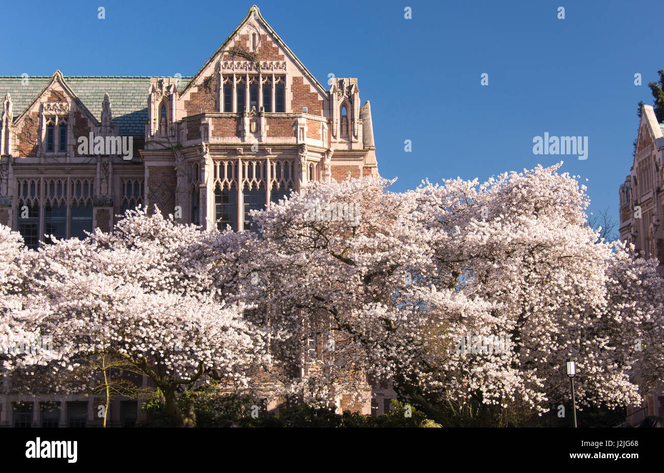 Seattle. University of Washington quad cherry trees in bloom Stock ...