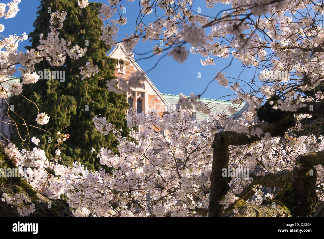 Seattle. University of Washington quad cherry trees in bloom Stock ...