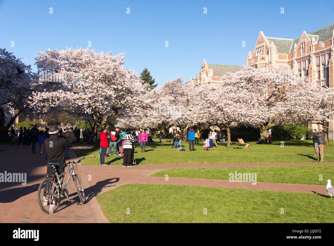 Seattle. University of Washington quad cherry trees in bloom Stock ...