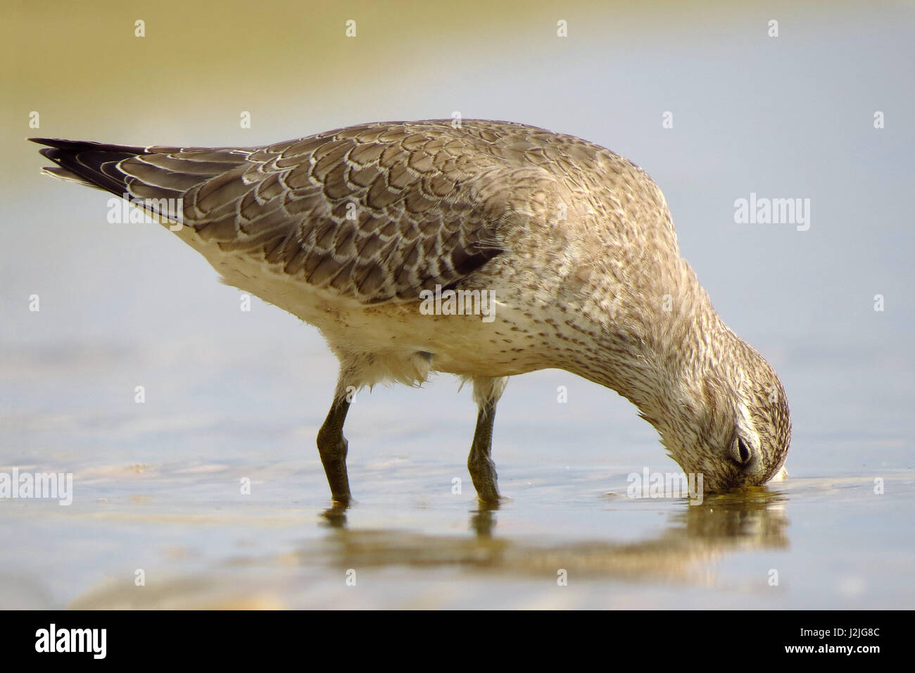 Red knot bird winter plummage hi-res stock photography and images - Alamy