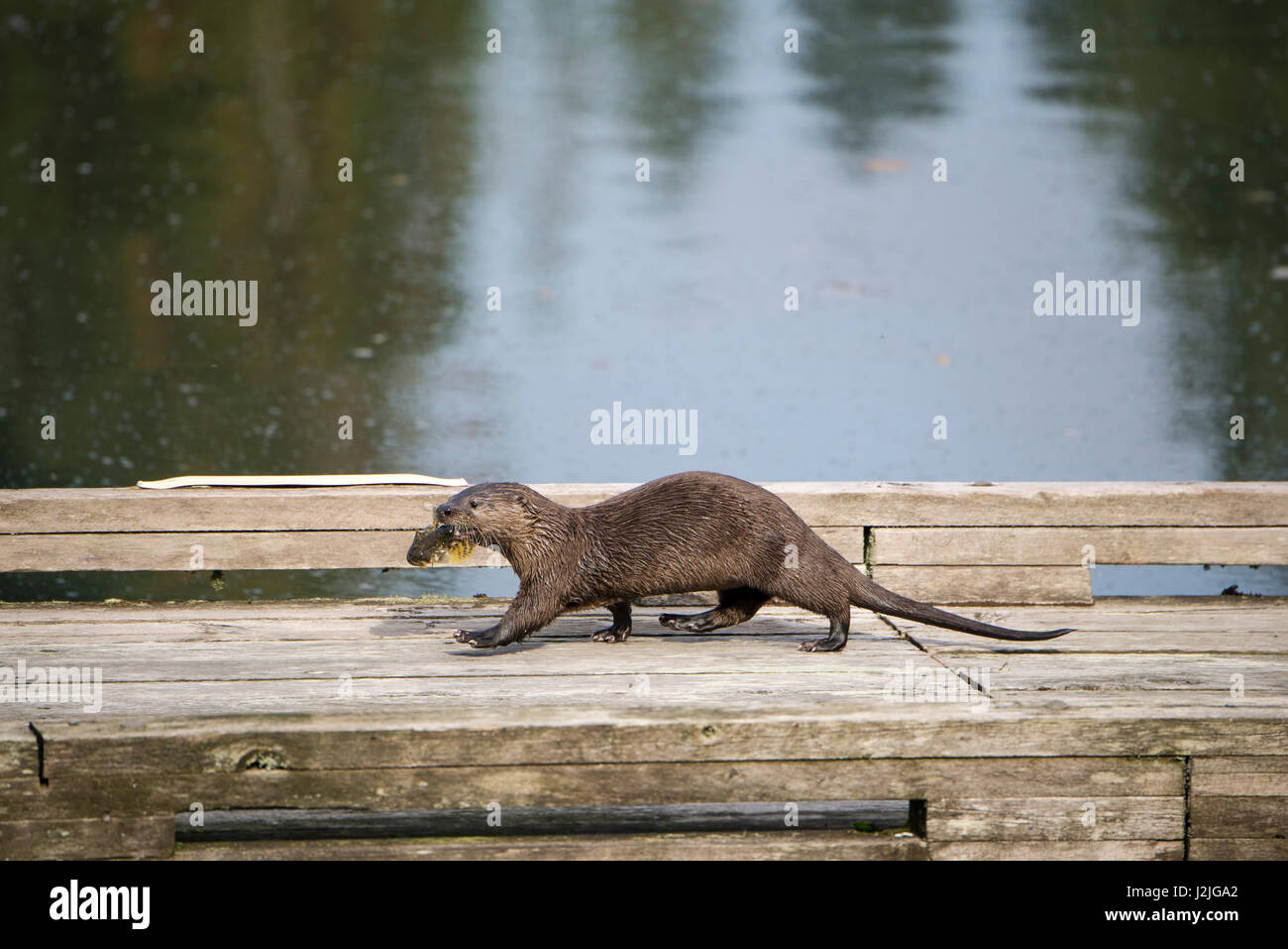 Jaunty hi-res stock photography and images - Alamy