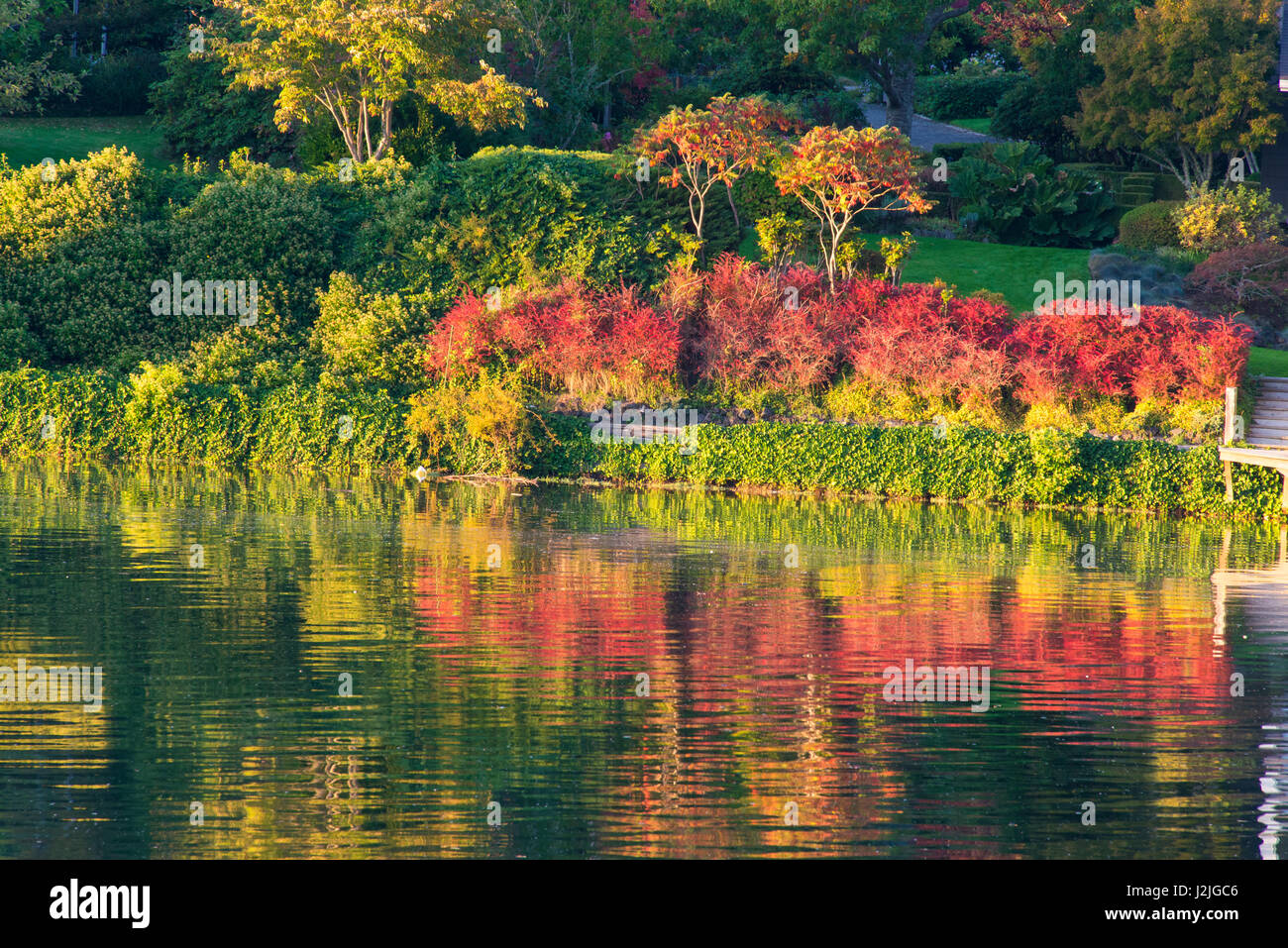 US, Washington State, Fletcher Bay, Bainbridge Island beginnings of ...