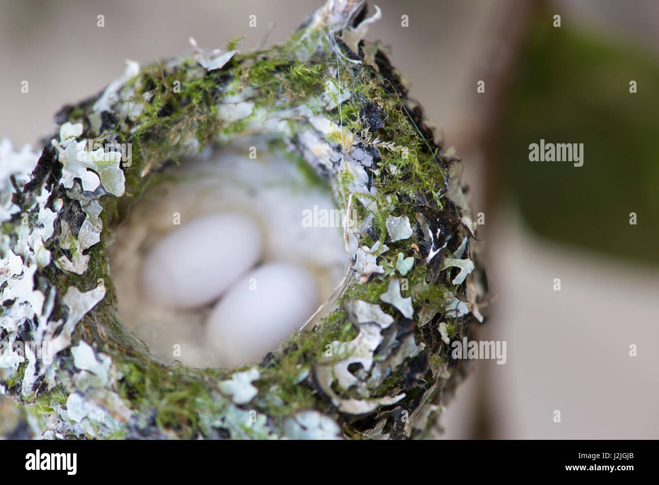 Washington state rufous hummingbird female hi-res stock photography and ...