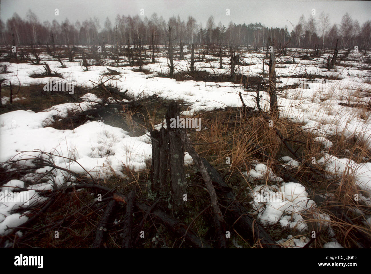 Ukraine. Chernobyl. Dried trees Stock Photo - Alamy
