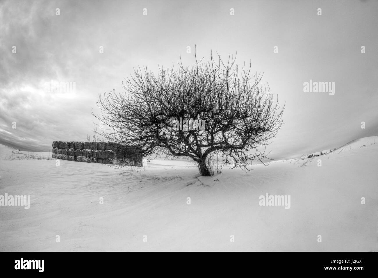 USA, Washington State, Apple tree and hay bales in Winter with storm ...