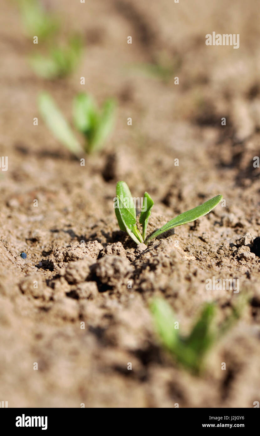furrow of seedlings in a field Stock Photo - Alamy