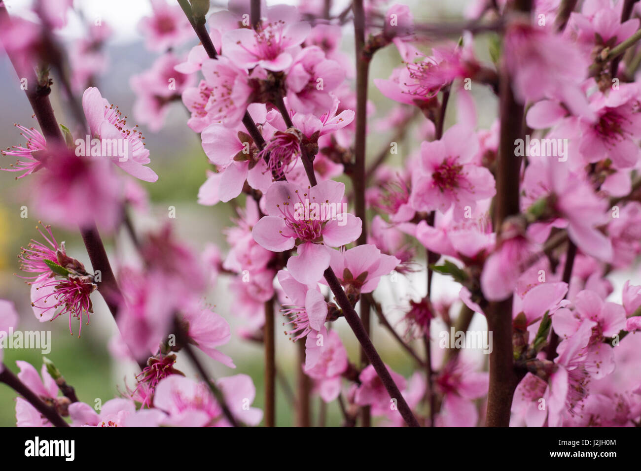 Peach blossom and spain hi-res stock photography and images - Alamy