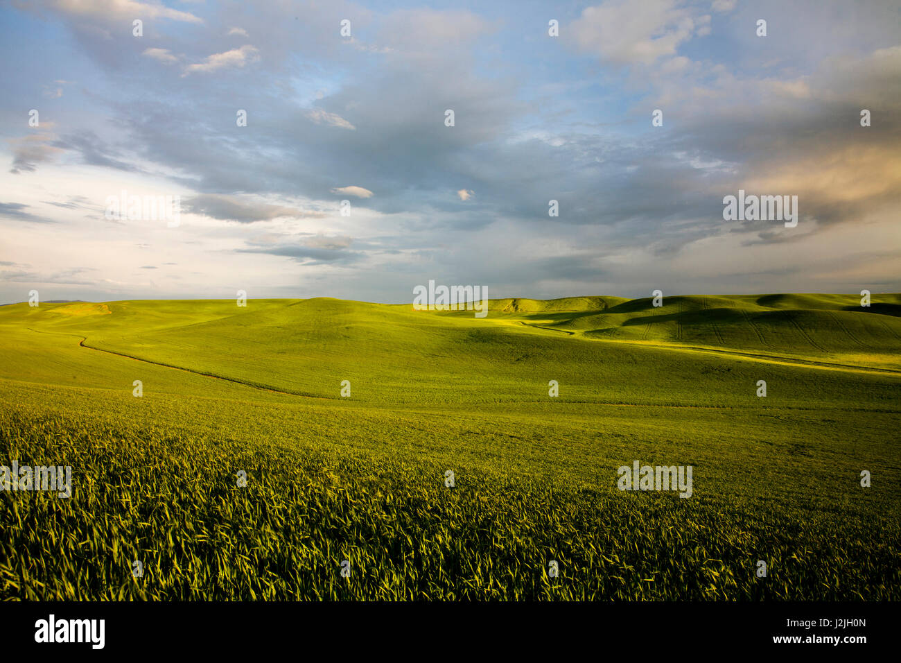 USA, Washington State, Palouse County, Rolling hills of green Spring ...