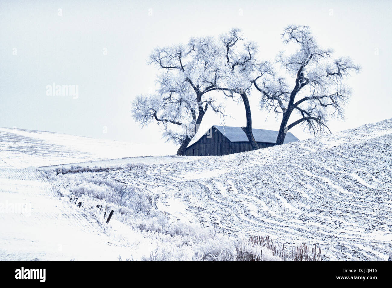 USA, Washington State, Palouse, Snow covered barn with old oak tree ...