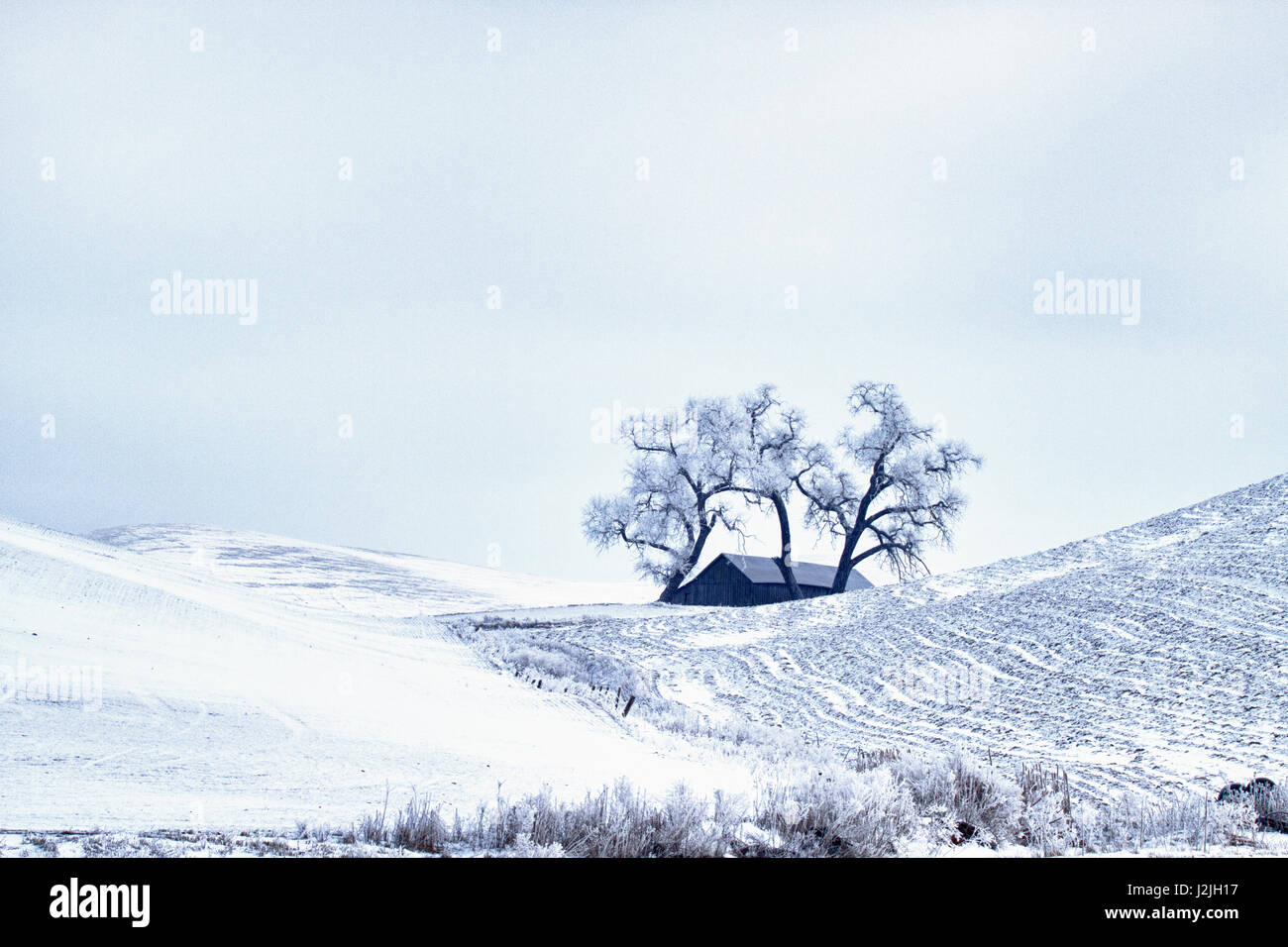 USA, Washington State, Palouse, Snow covered barn with old oak tree ...