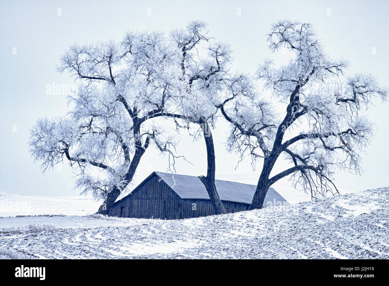 USA, Washington State, Palouse, Snow covered barn with old oak tree ...