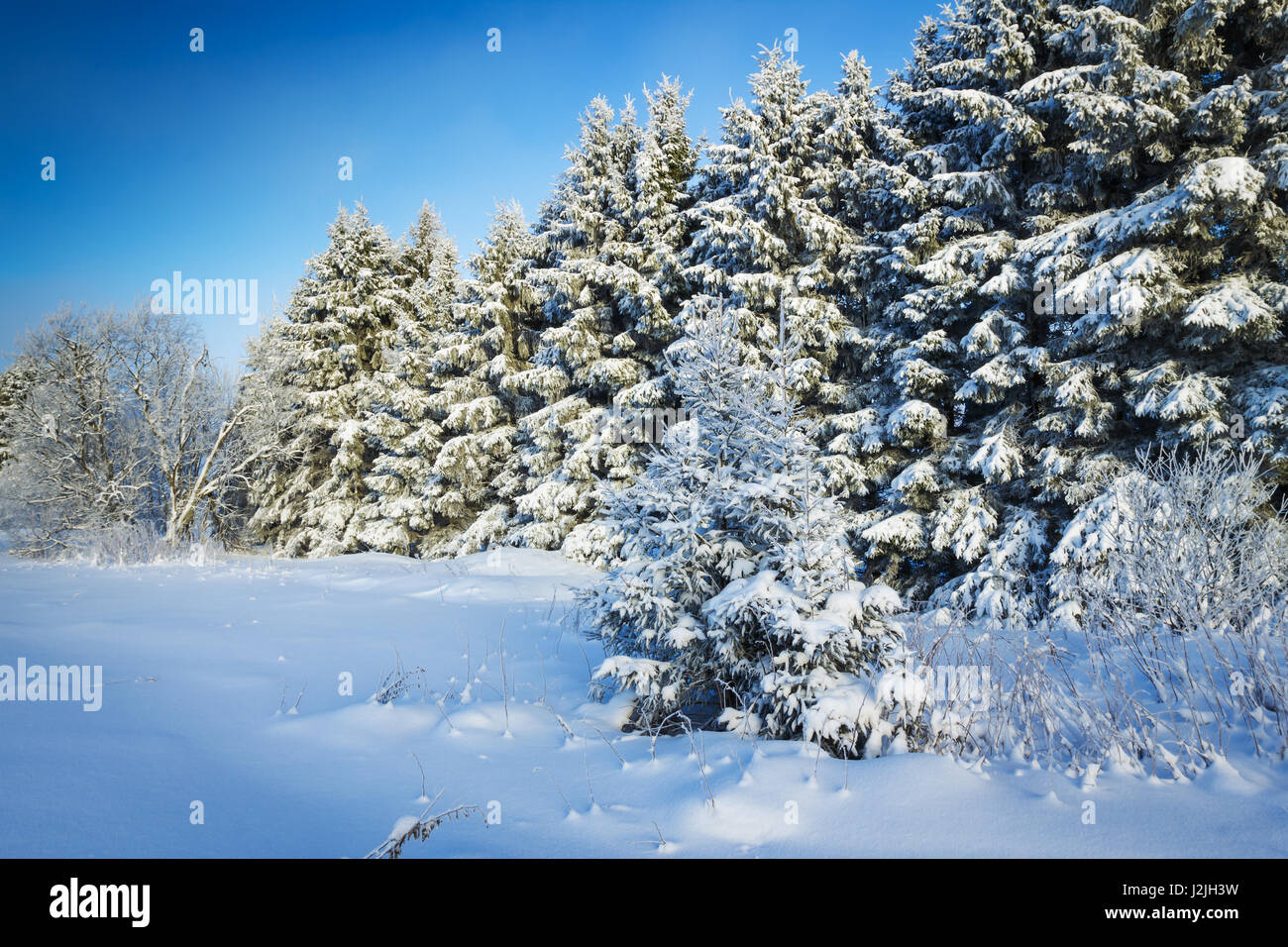 russian winter forest road in snow and ice Stock Photo - Alamy