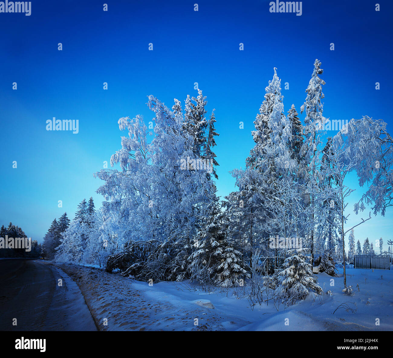 Russian winter forest in snow and ice Stock Photo - Alamy