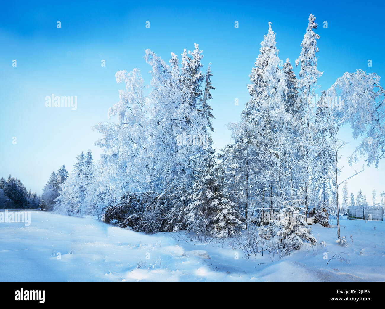 Russian winter forest in snow and ice Stock Photo - Alamy