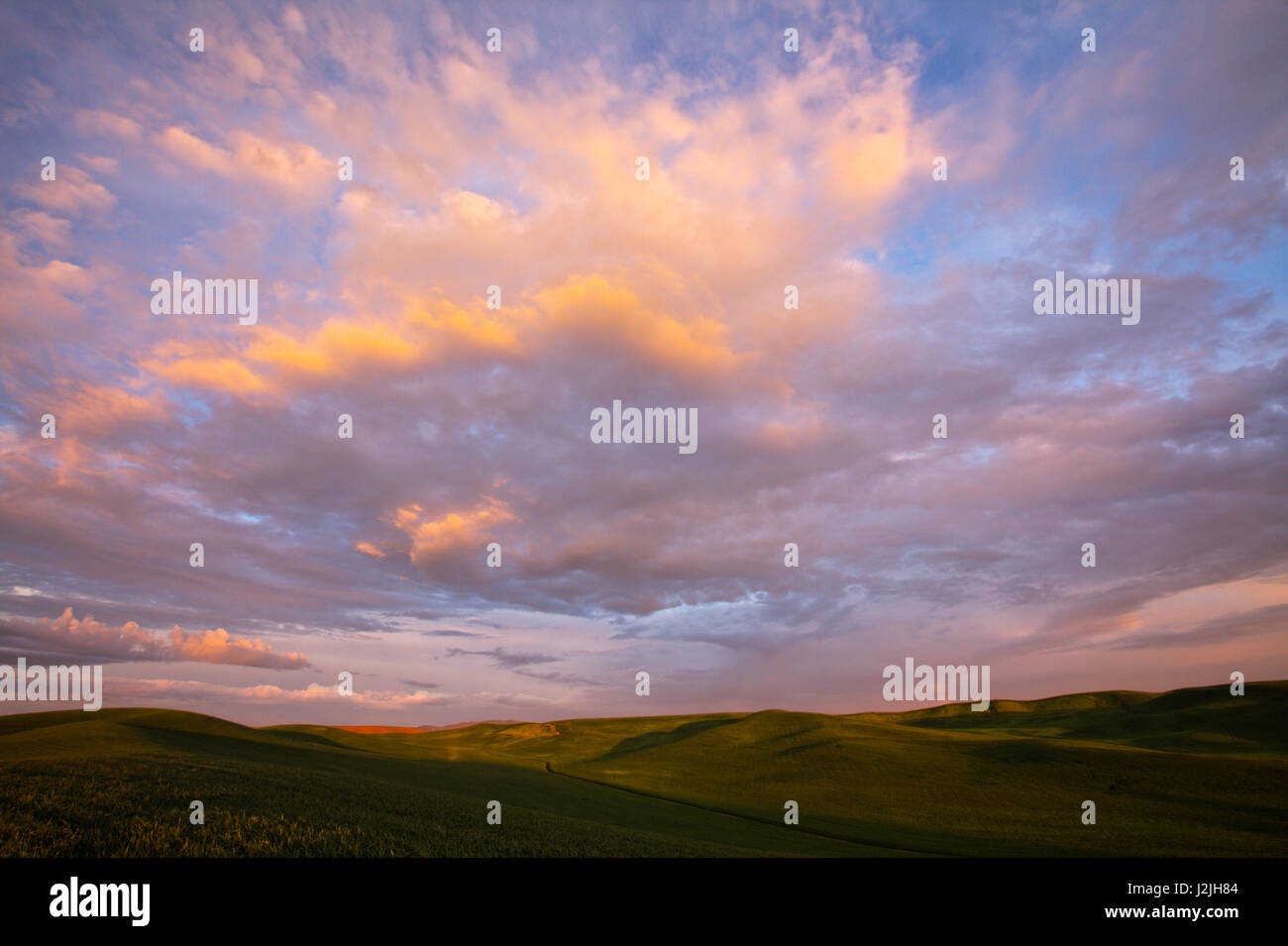 USA, Washington State, Palouse Country, Rolling Hills of Green Spring ...