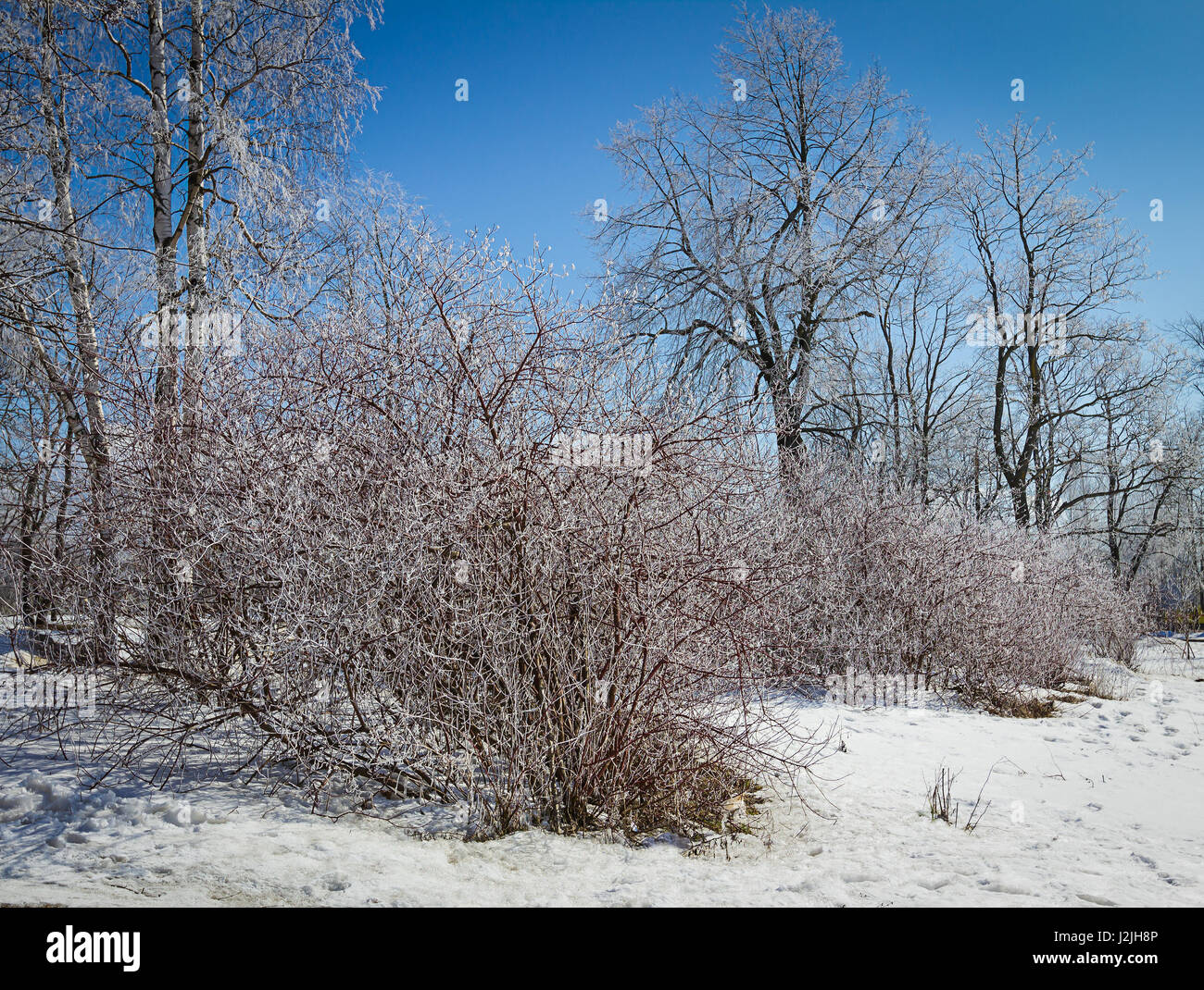 Russian winter forest in snow and ice Stock Photo - Alamy