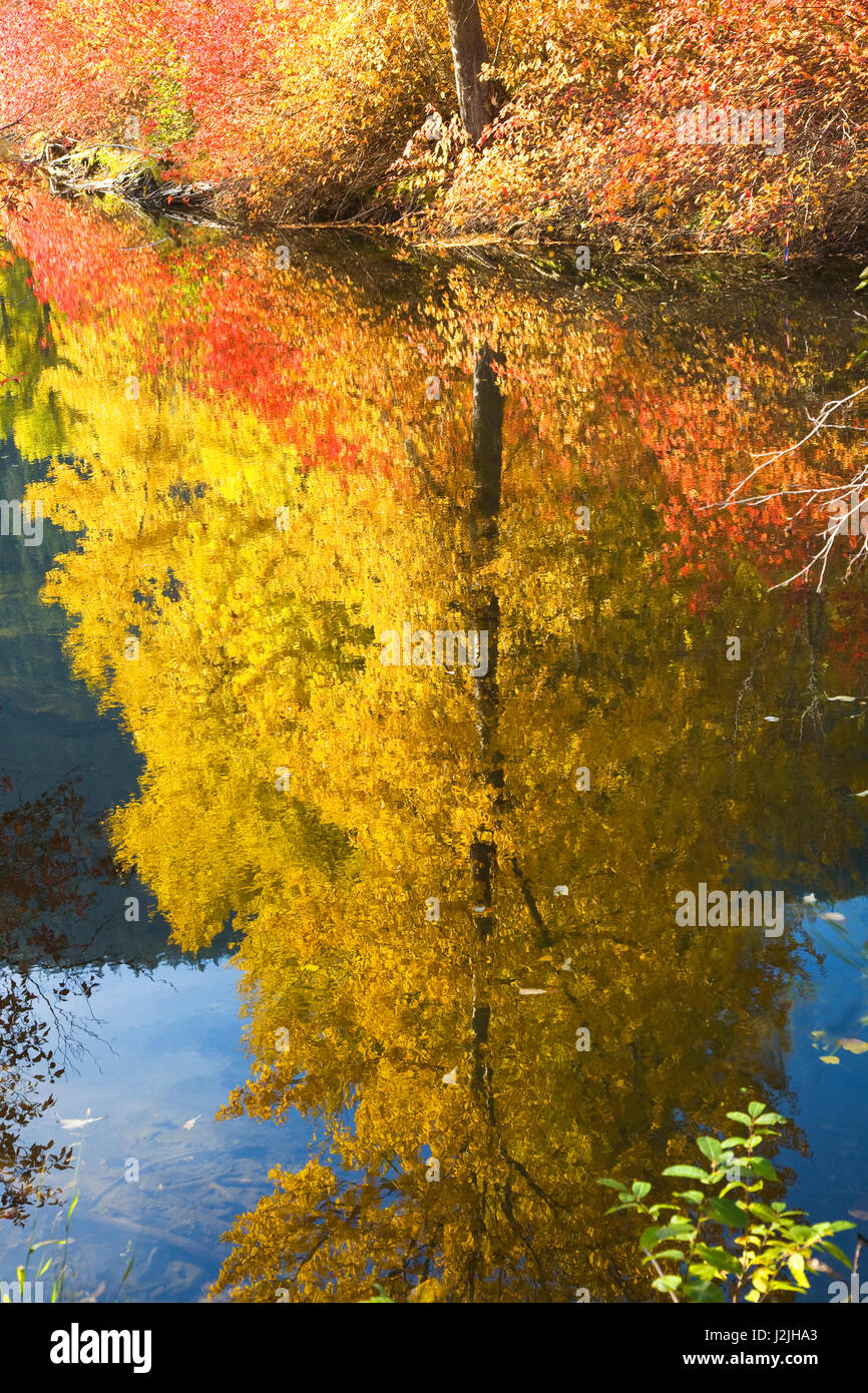 Fall Colors, Wenatchee River, Yellow Tree Reflections Stevens Pass ...