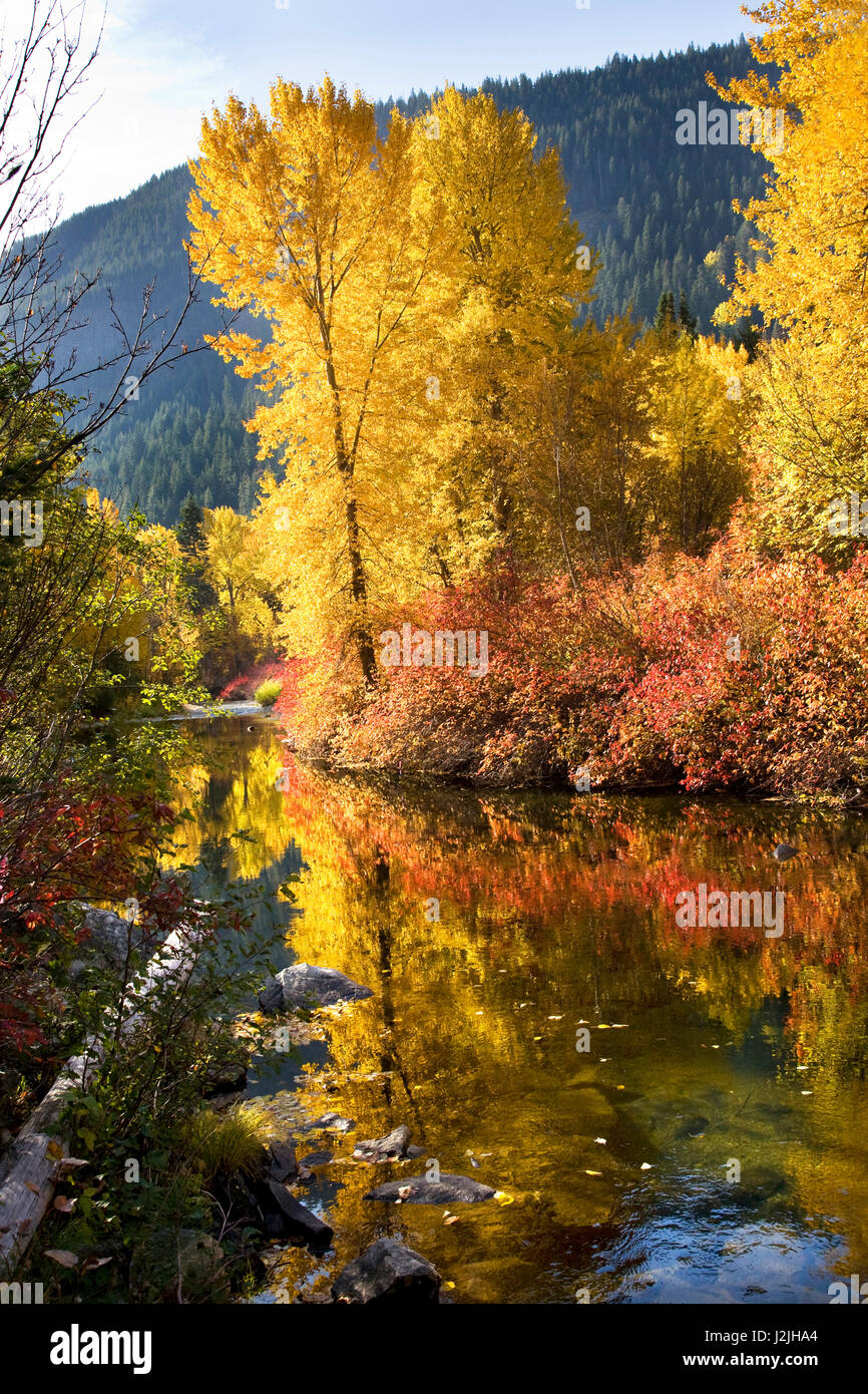 Fall Colors, Wenatchee River, Log Stevens Pass Leavenworth, Washington ...