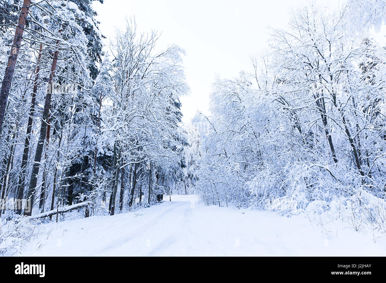 Russian winter forest in snow and ice Stock Photo - Alamy