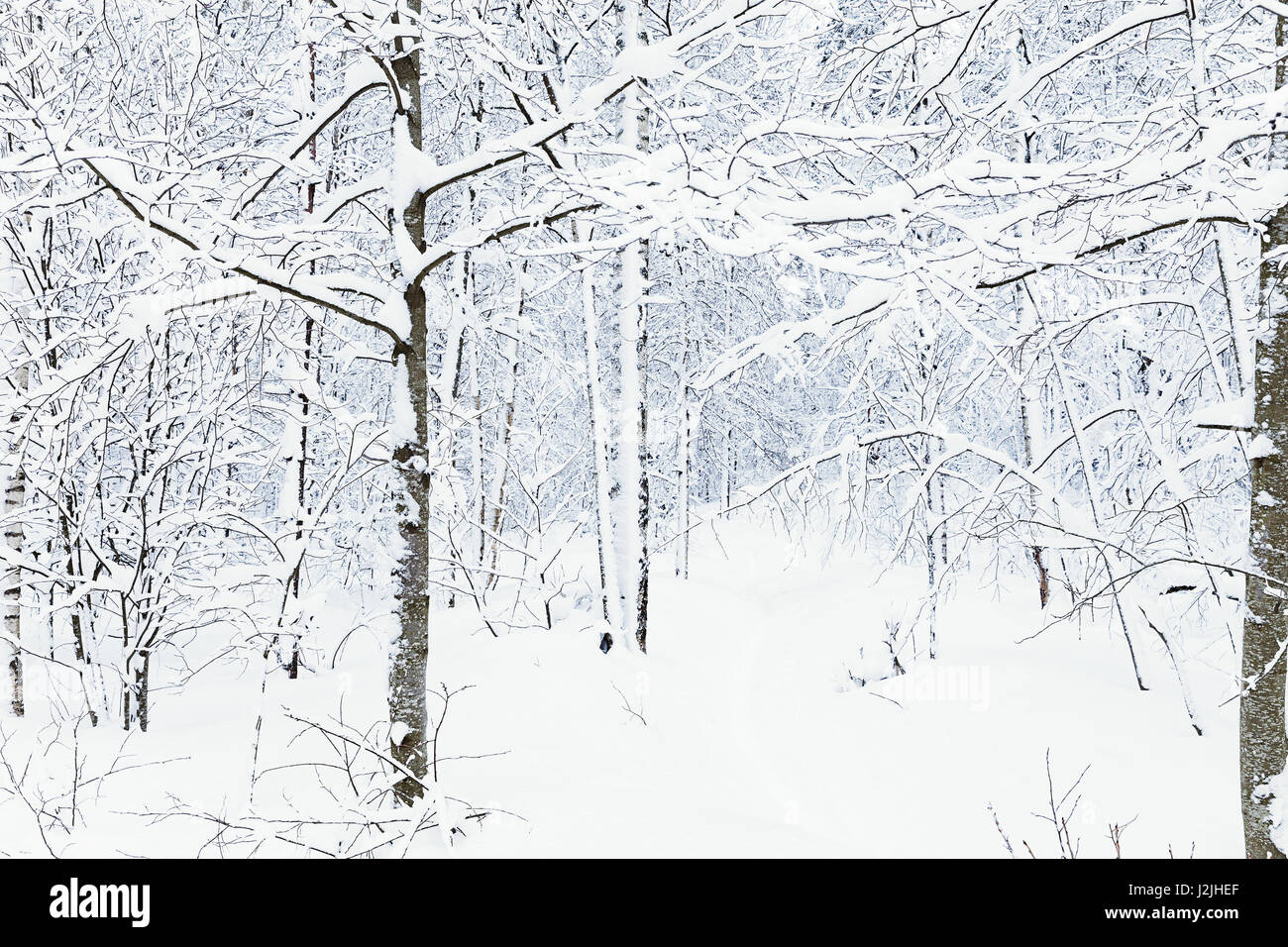 Russian winter forest in snow and ice Stock Photo - Alamy