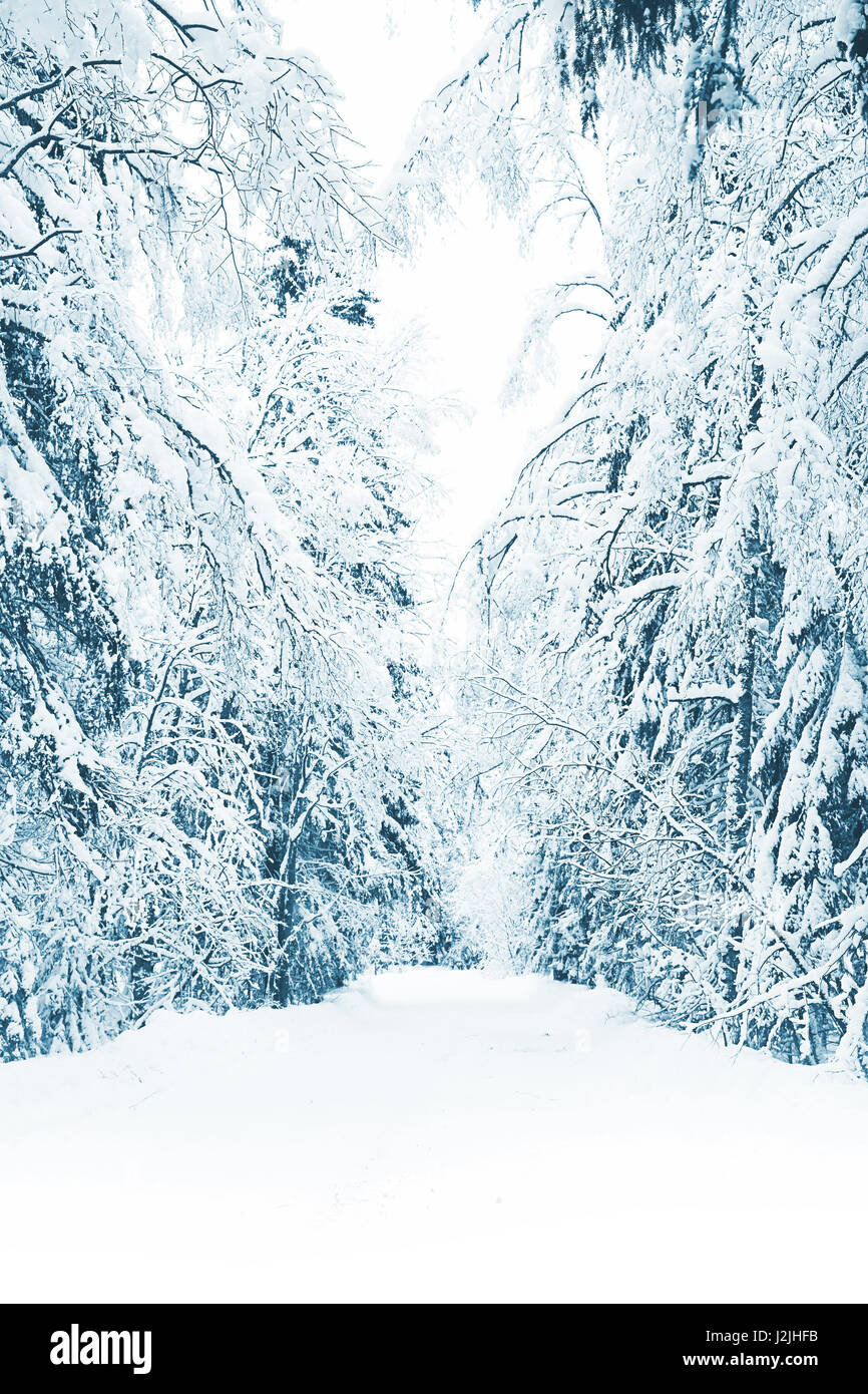 Russian winter forest in snow and ice Stock Photo - Alamy