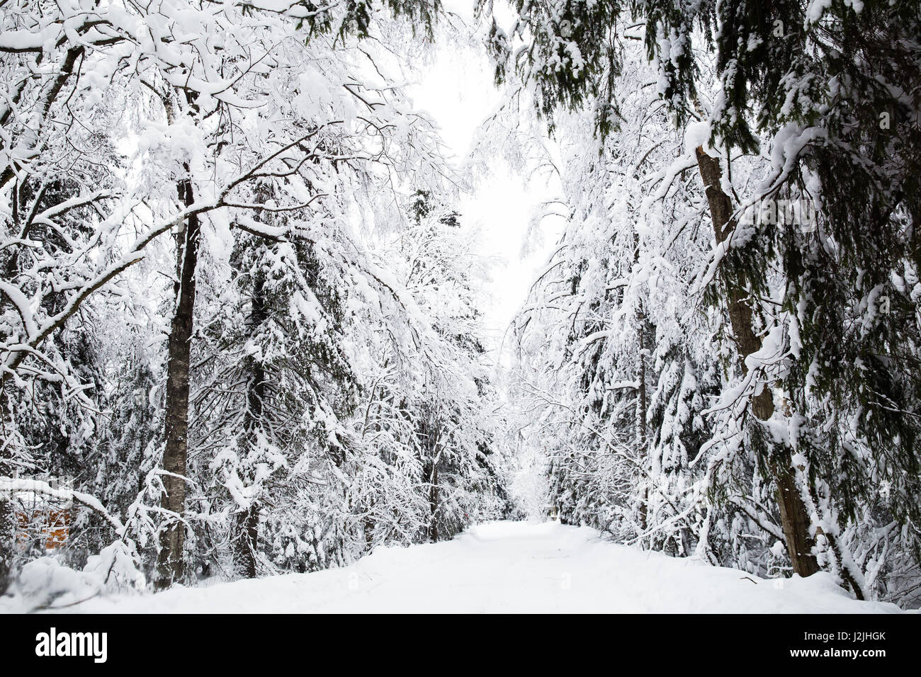 Russian winter forest in snow and ice Stock Photo - Alamy