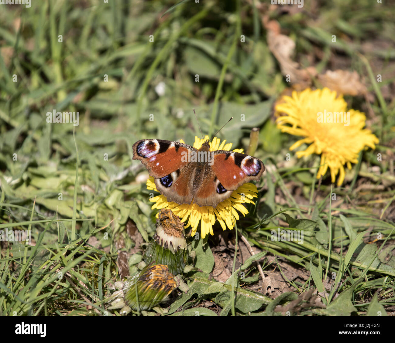 Peacock butterfly feeding on a dandelion Stock Photo - Alamy