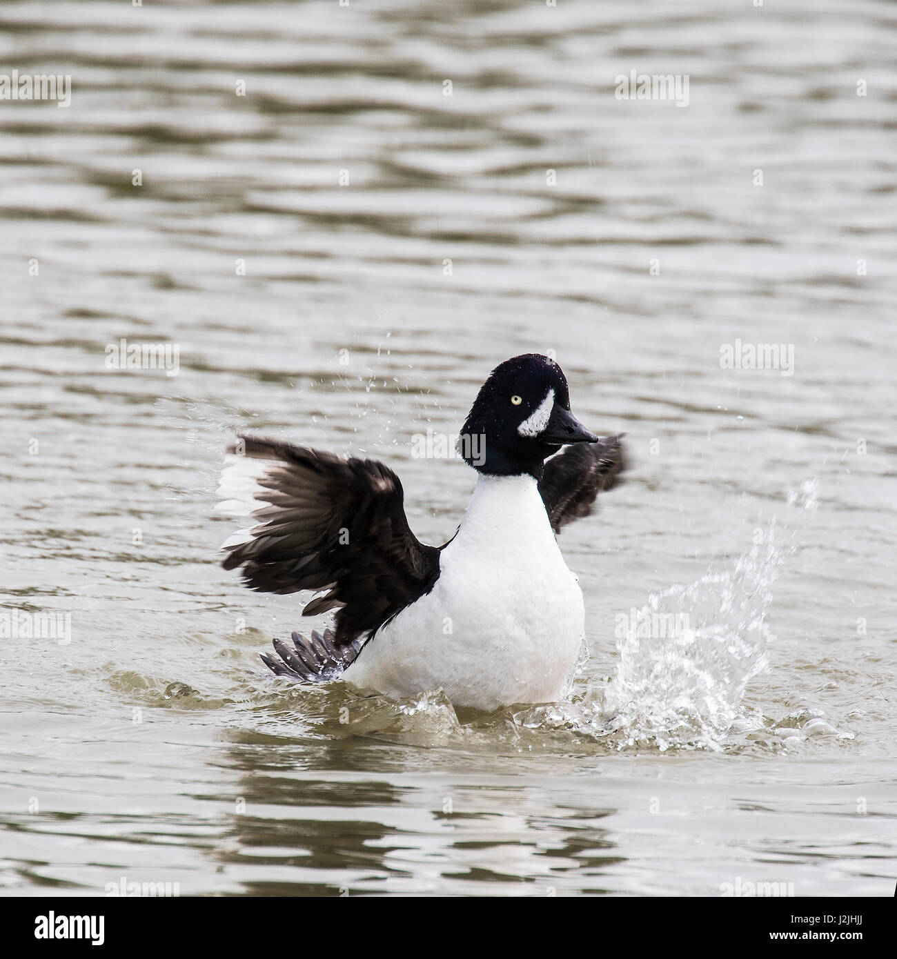 Barrow's Goldeneye sea duck displaying Stock Photo - Alamy