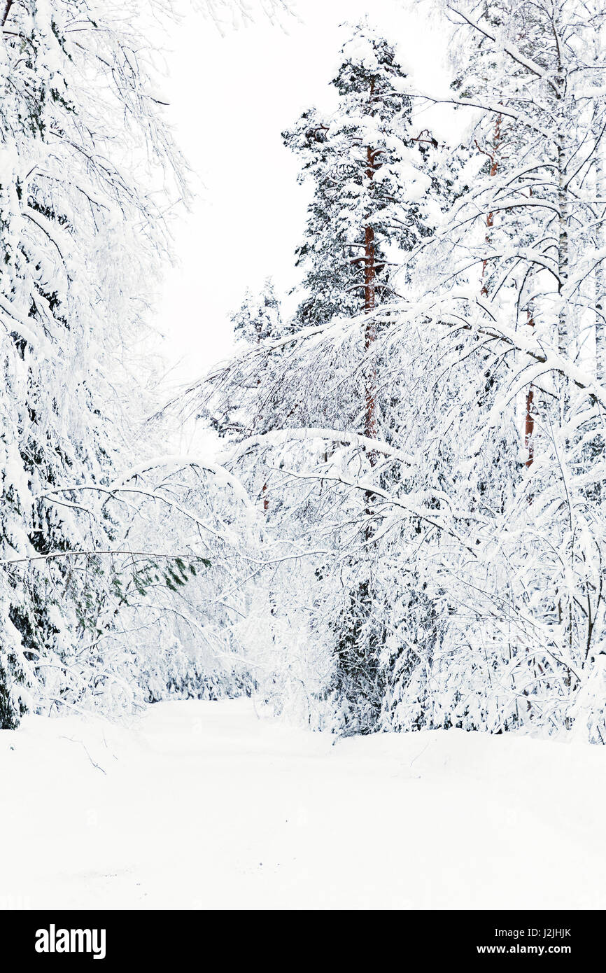 Russian winter forest in snow and ice Stock Photo - Alamy