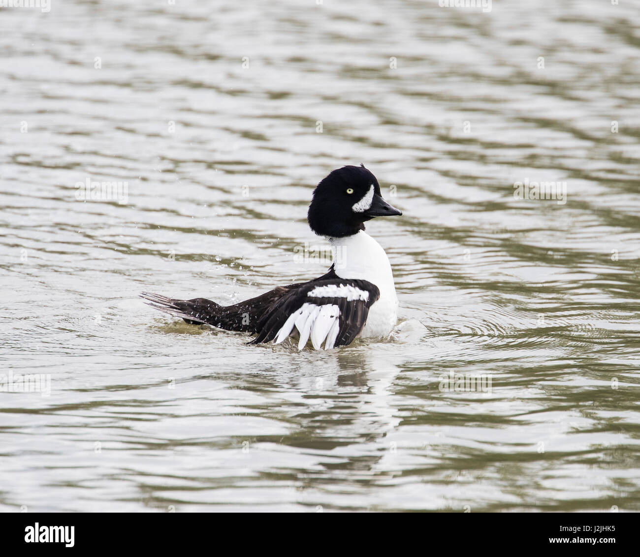 Barrow's Goldeneye sea duck displaying Stock Photo - Alamy