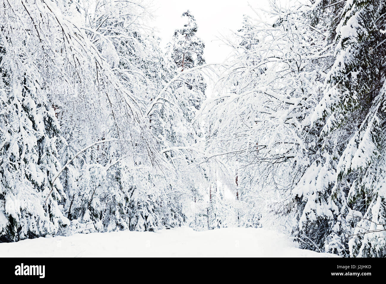 Russian winter forest in snow and ice Stock Photo - Alamy