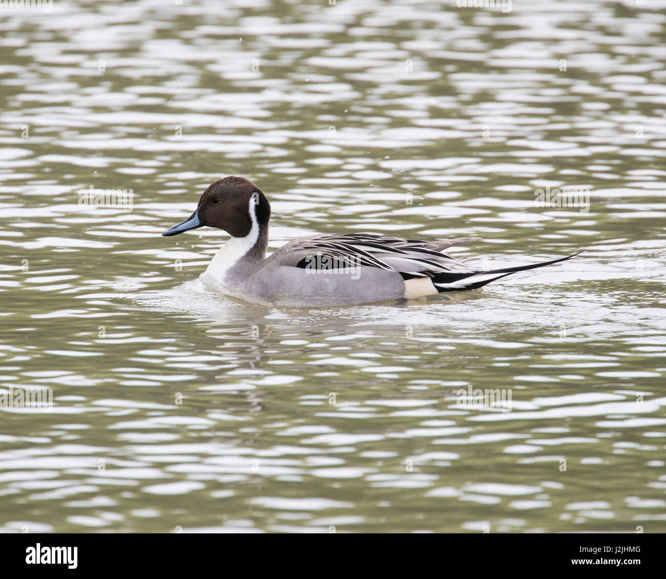 Pintail duck swimming Stock Photo - Alamy
