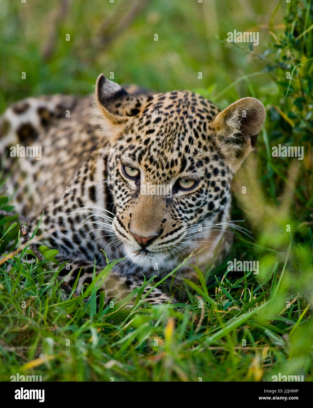 Leopard hiding in the grass. Close-up. National Park. Kenya. Tanzania ...