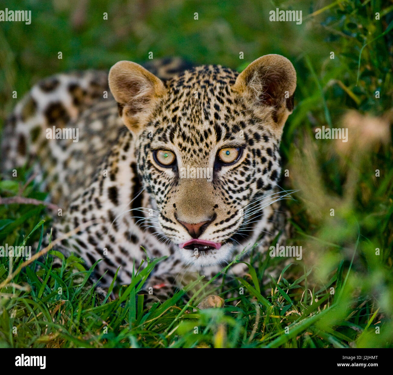 Leopard hiding in the grass. Close-up. National Park. Kenya. Tanzania ...