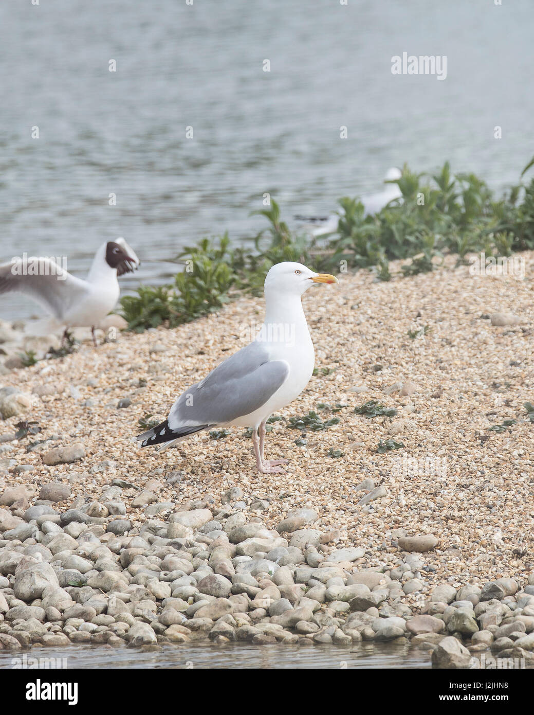 Gull on shingle hi-res stock photography and images - Alamy
