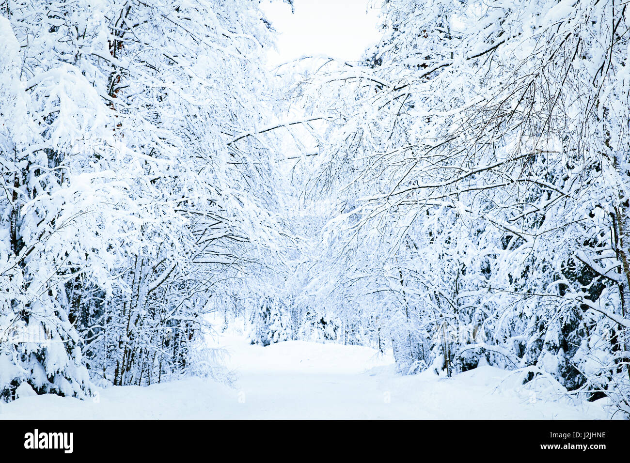Russian winter forest in snow and ice Stock Photo - Alamy