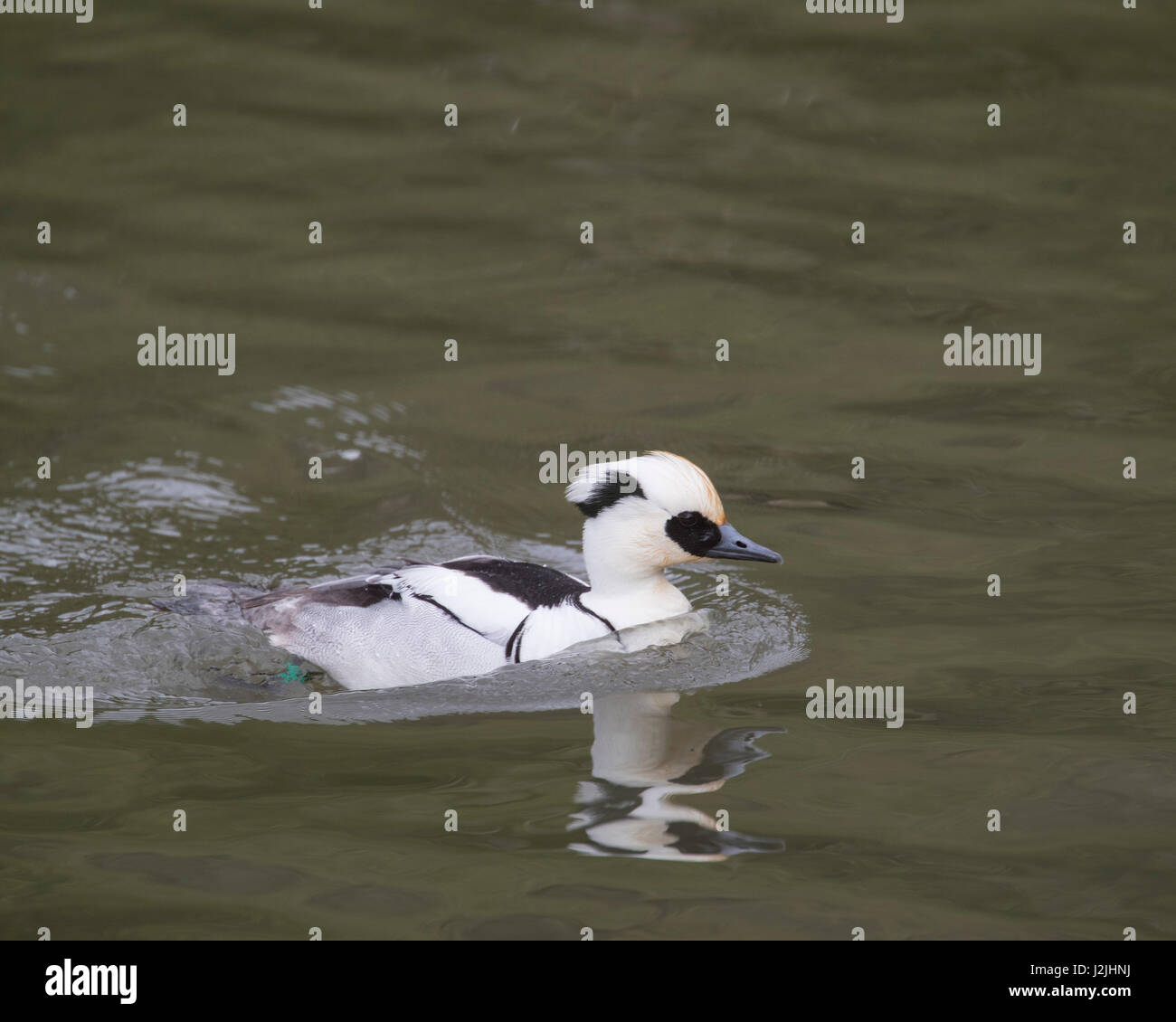 Smew drake swimming Stock Photo - Alamy