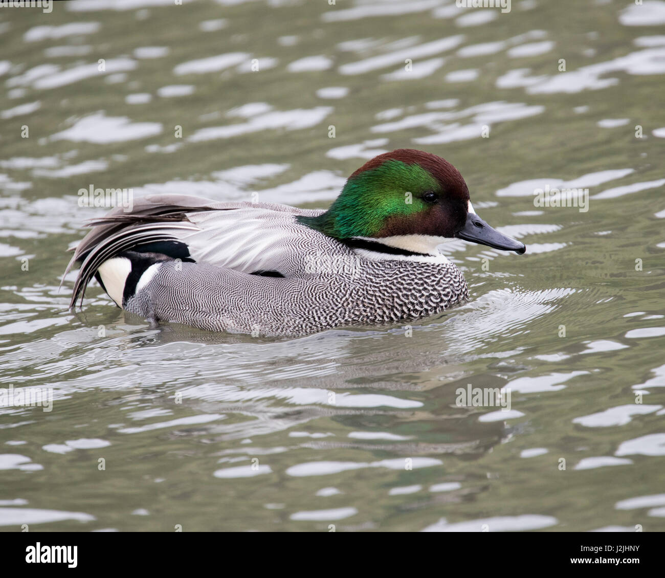 Falcated duck anas falcata hi-res stock photography and images - Alamy