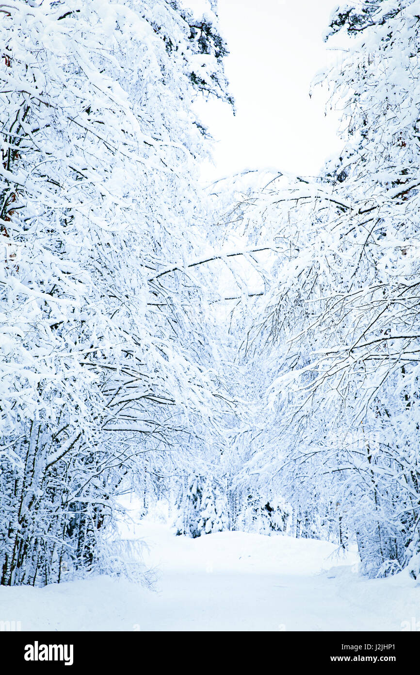 Russian winter forest in snow and ice Stock Photo - Alamy