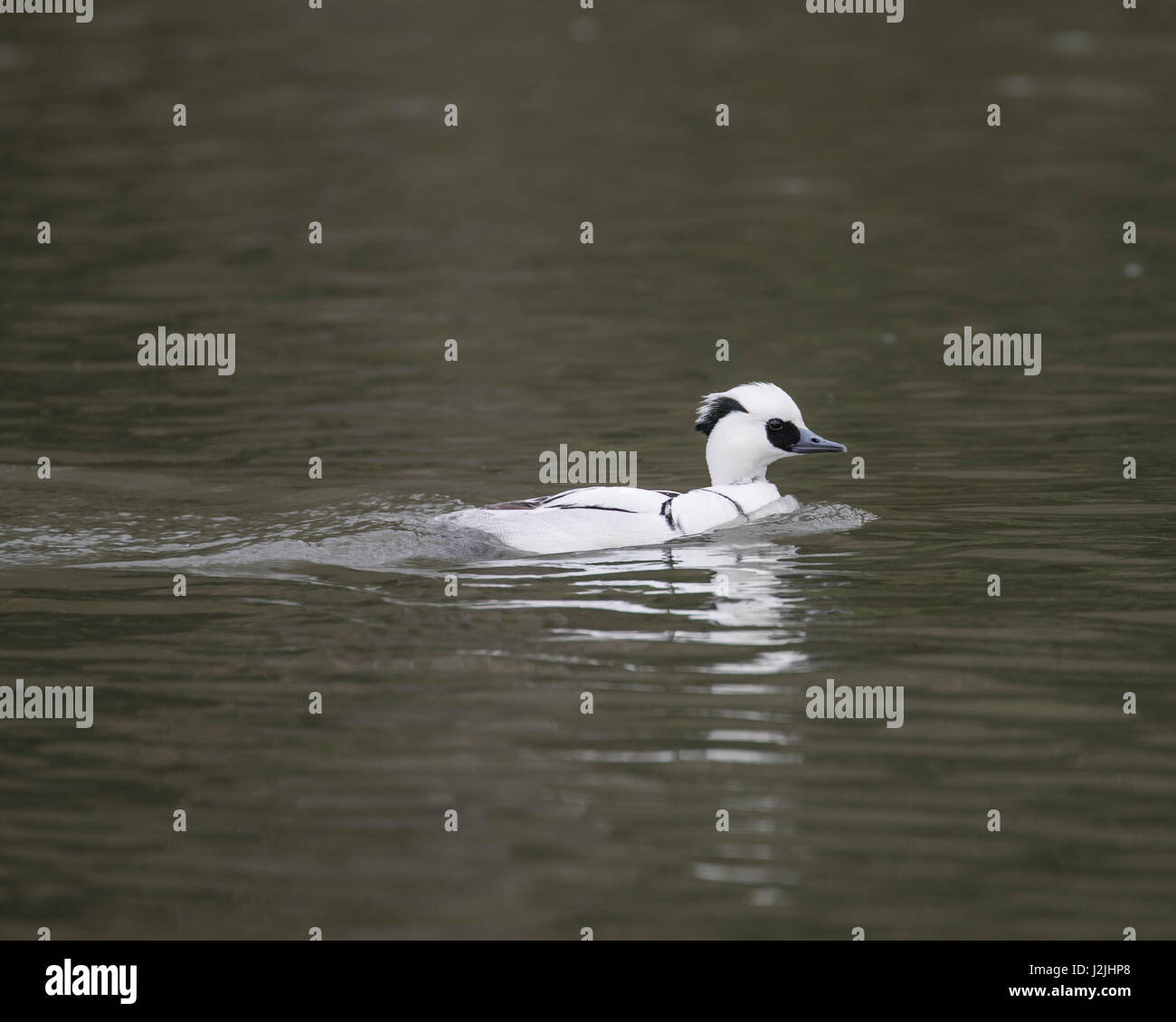 Smew drake swimming Stock Photo - Alamy