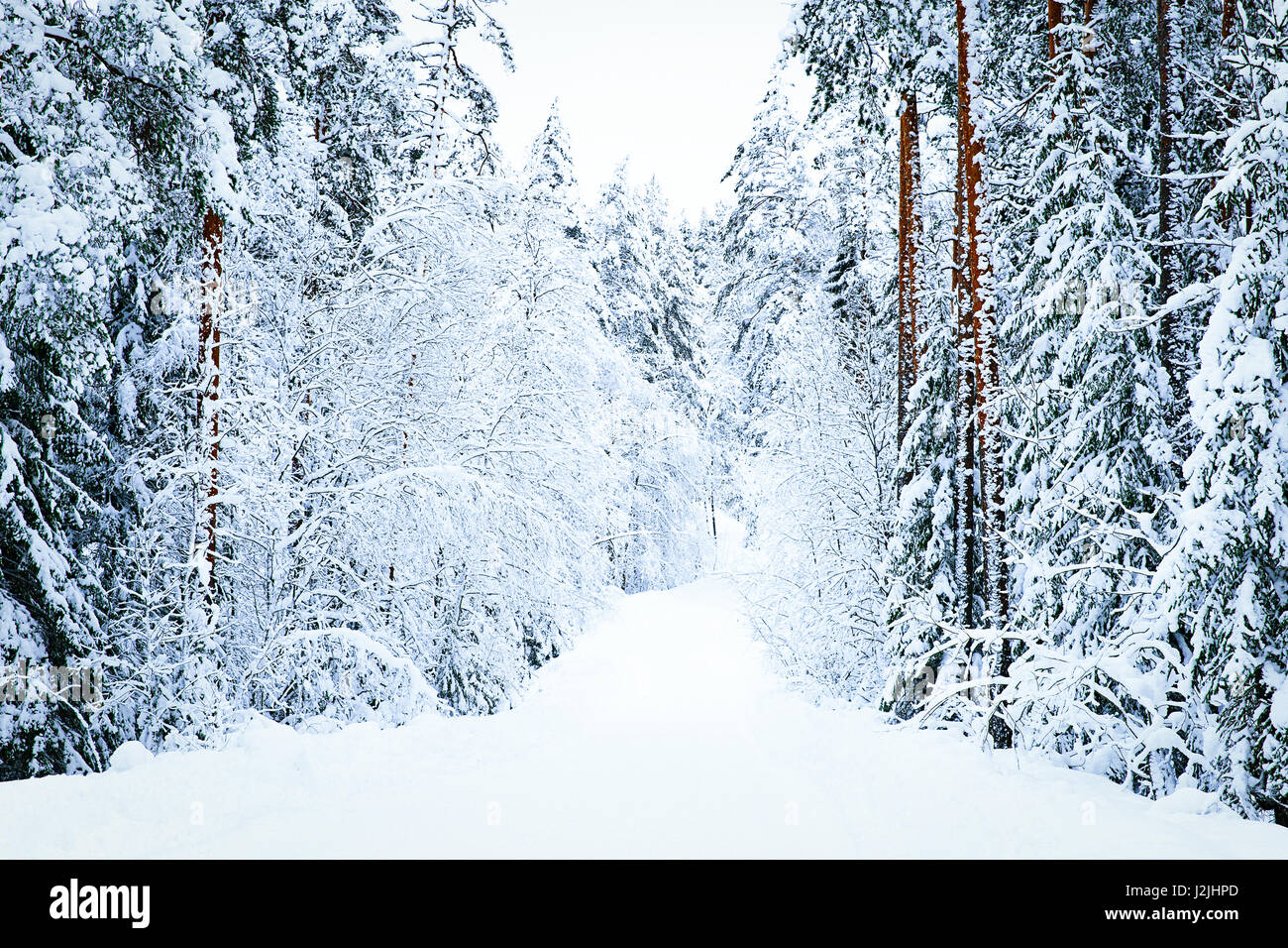 Russian winter forest in snow and ice Stock Photo - Alamy