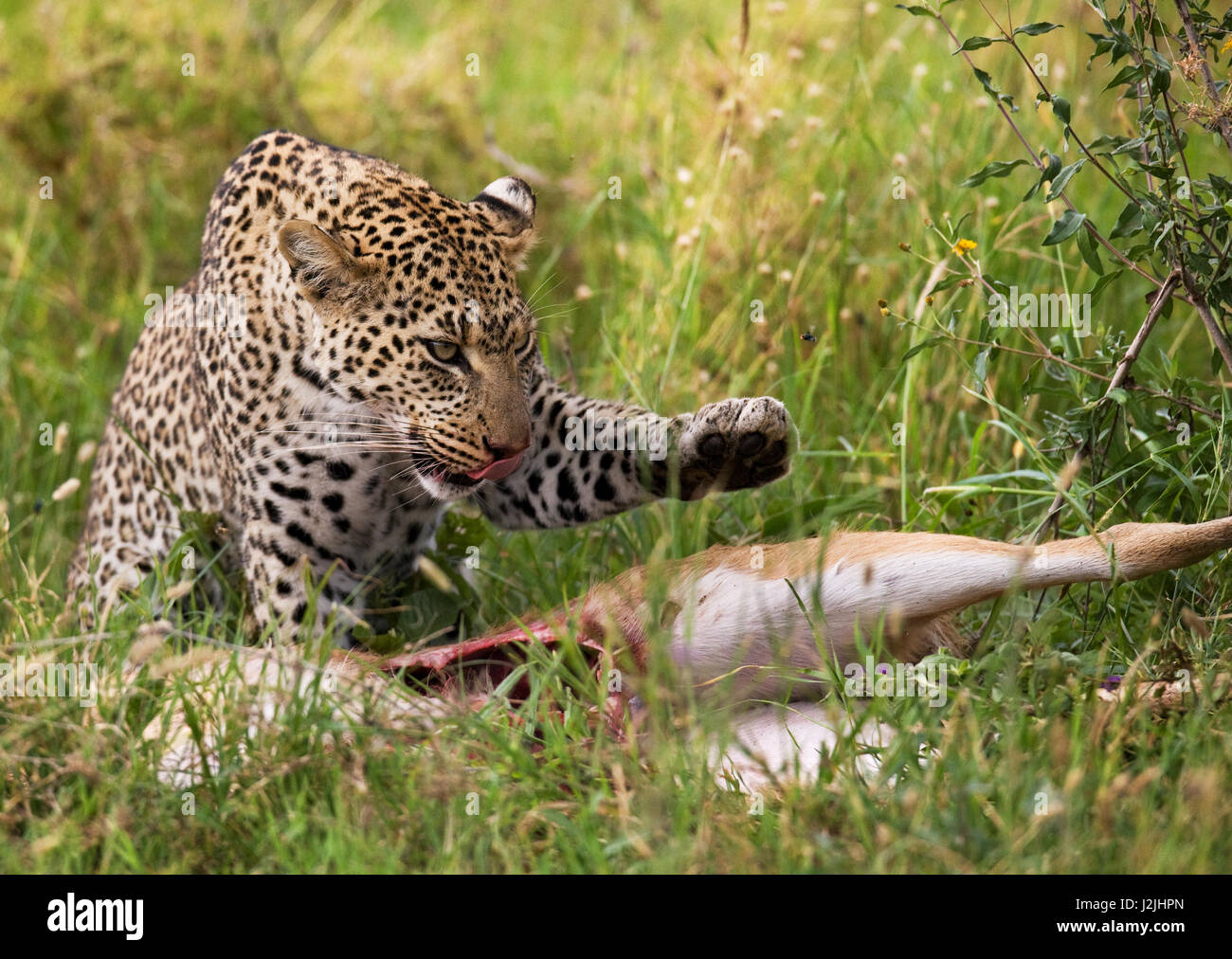 Leopard with his prey. National Park. Kenya. Tanzania. Maasai Mara ...