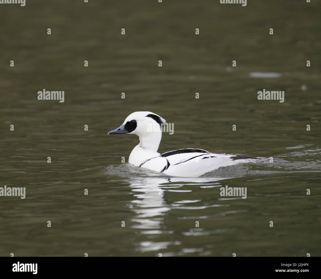 Smew drake swimming Stock Photo - Alamy