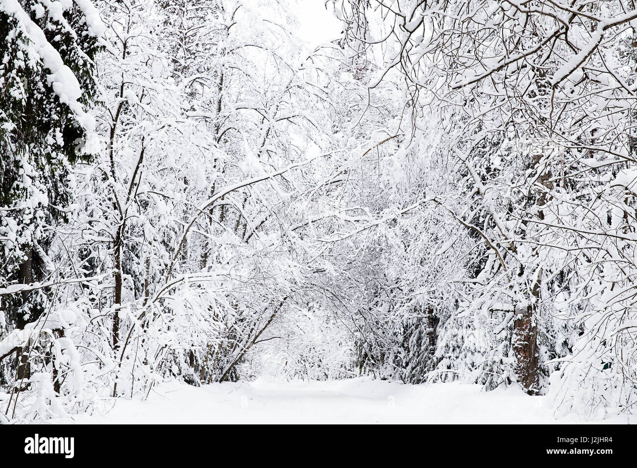 Russian winter forest in snow and ice Stock Photo - Alamy